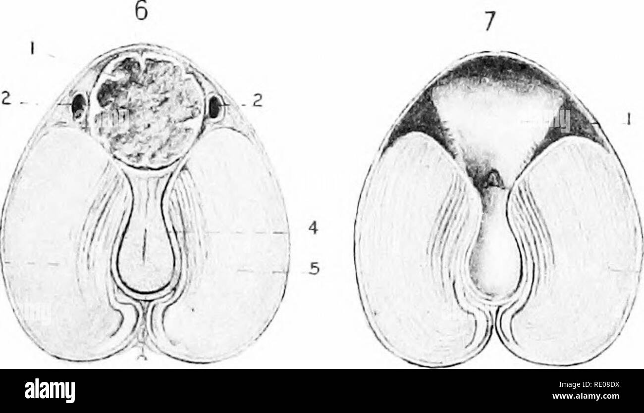 . Anatomy and physiology of Polygyra Albolabris and Limax Maximus and ...