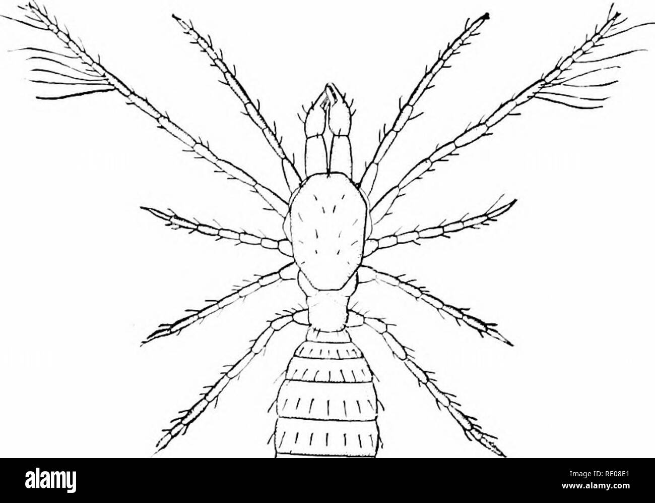 Pedipalpi hi-res stock photography and images - Alamy