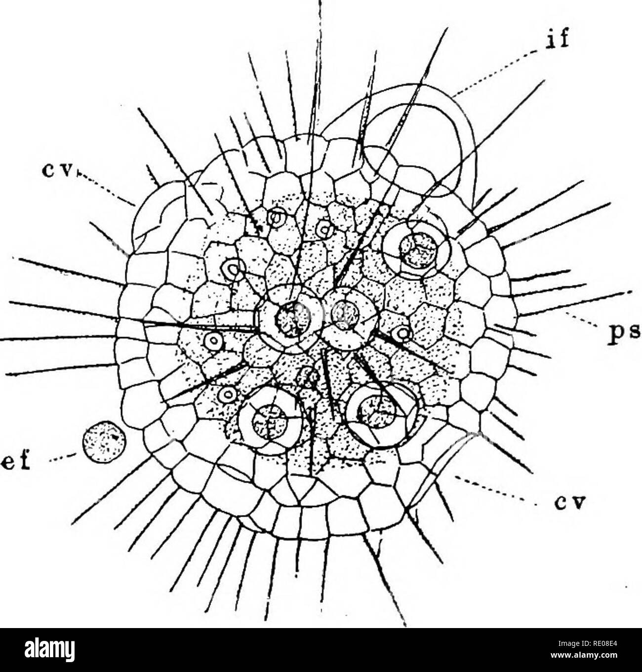 Food particles Black and White Stock Photos & Images - Alamy