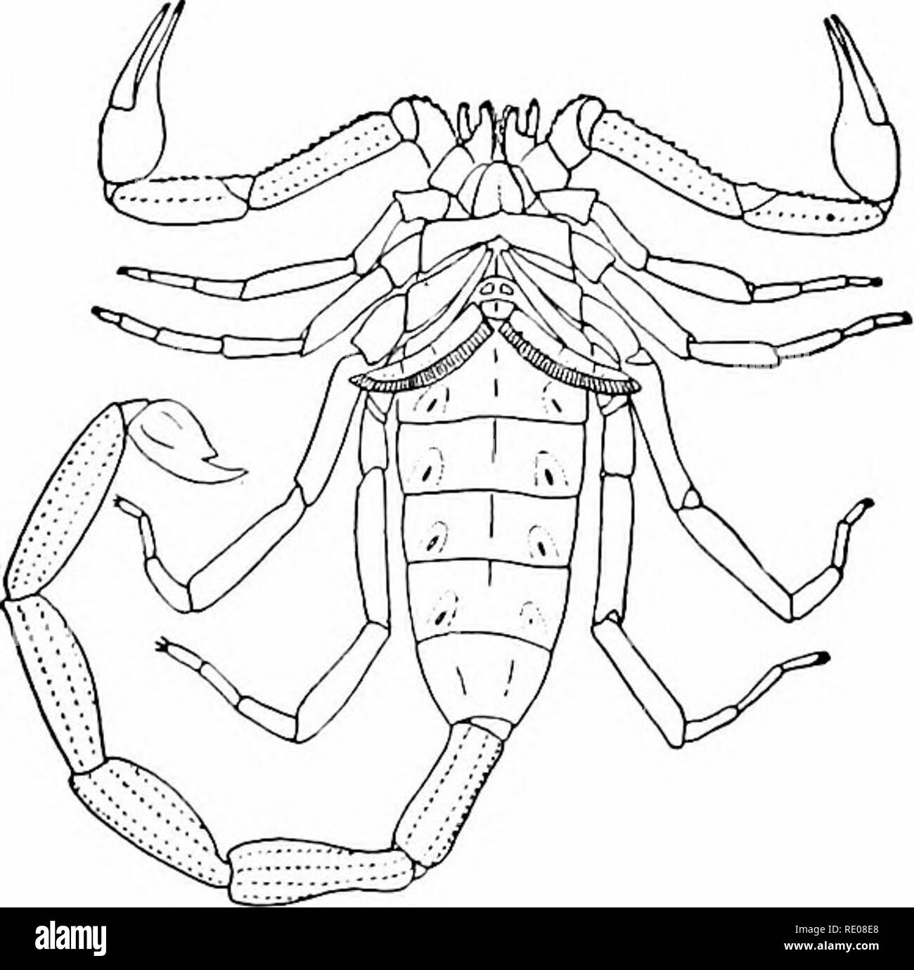 . A manual of zoology. Zoology. //. AOEBATA: aCOBPIONIDA. 44:7 like the ...