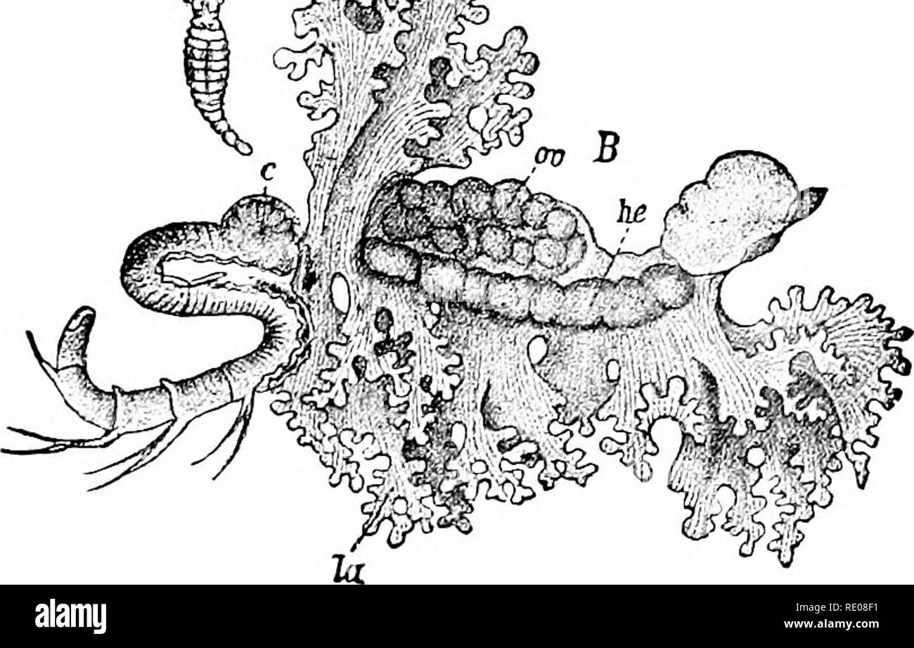 Brood parasite Black and White Stock Photos & Images - Alamy