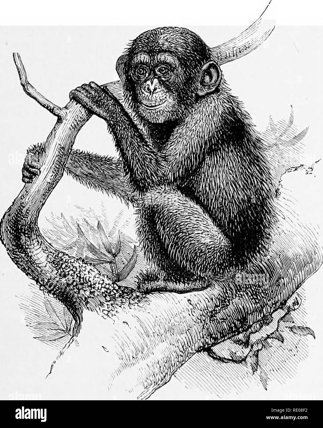 Digit gorilla Black and White Stock Photos & Images - Alamy