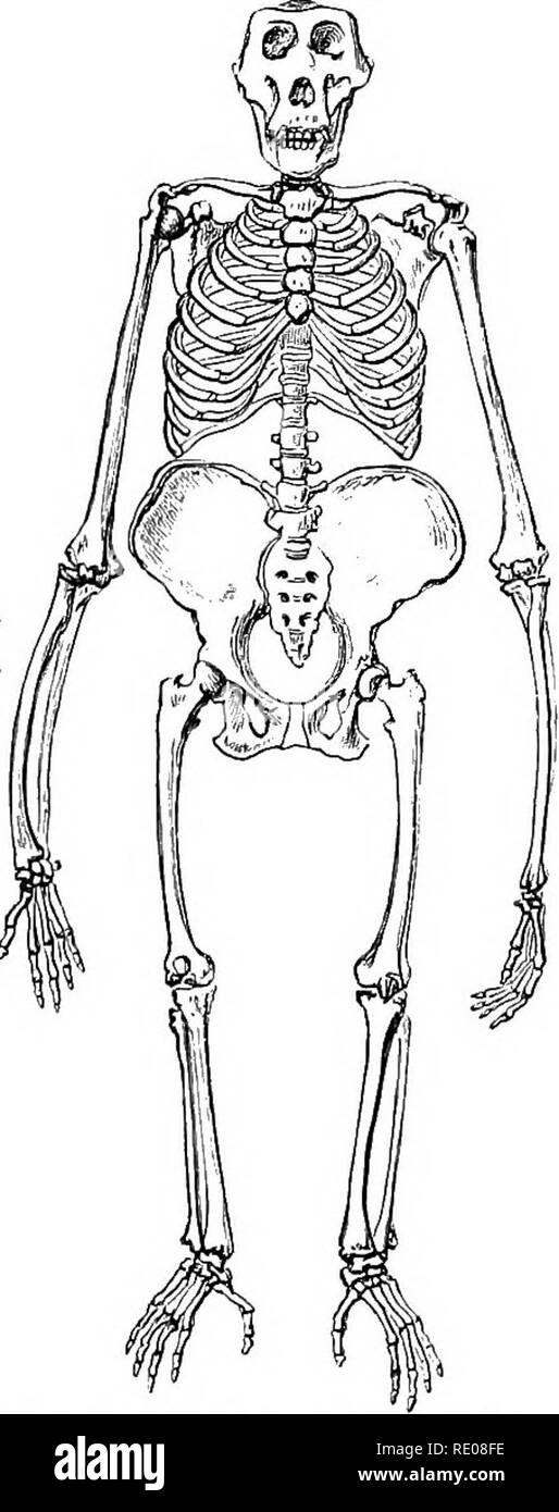 . An introduction to the study of mammals living and extinct. Mammals ...