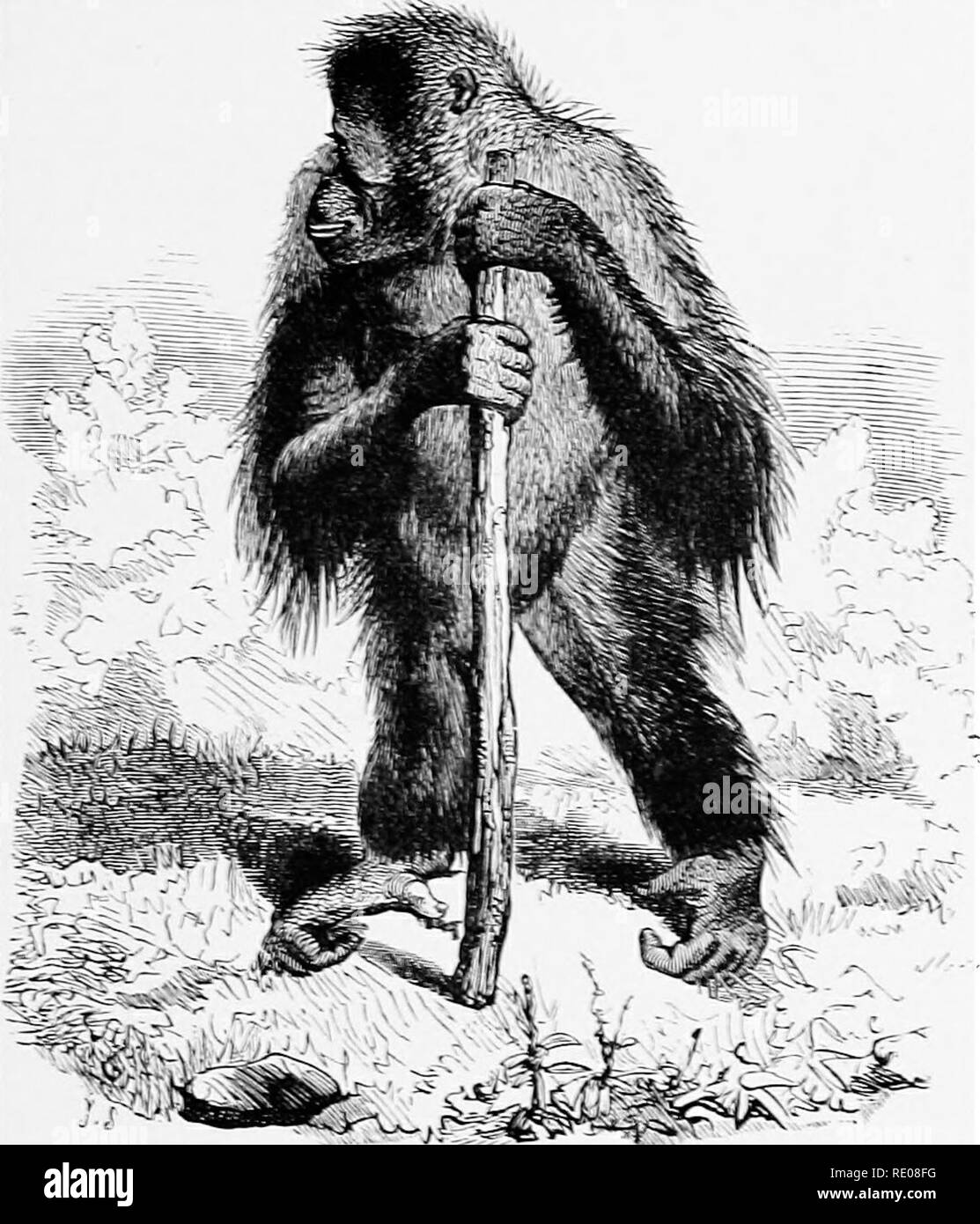 . An introduction to the study of mammals living and extinct. Mammals ...