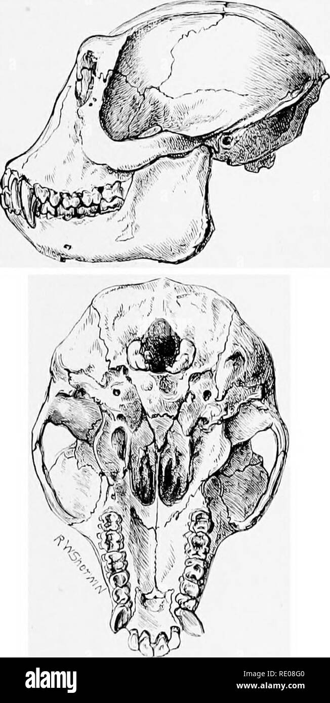 . An introduction to the study of mammals living and extinct. Mammals ...