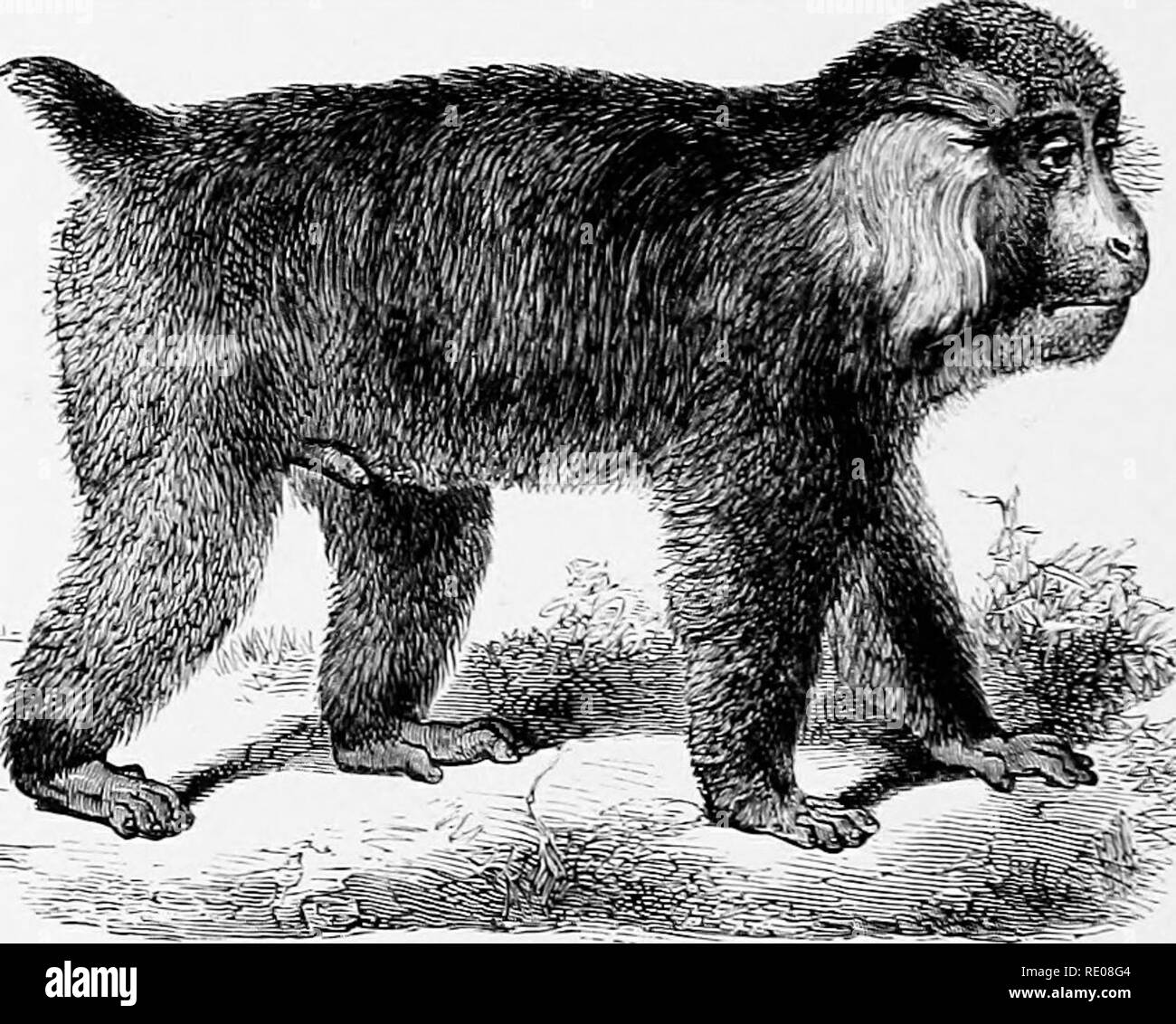 Two Extinct Fossil Species High Resolution Stock Photography and Images ...