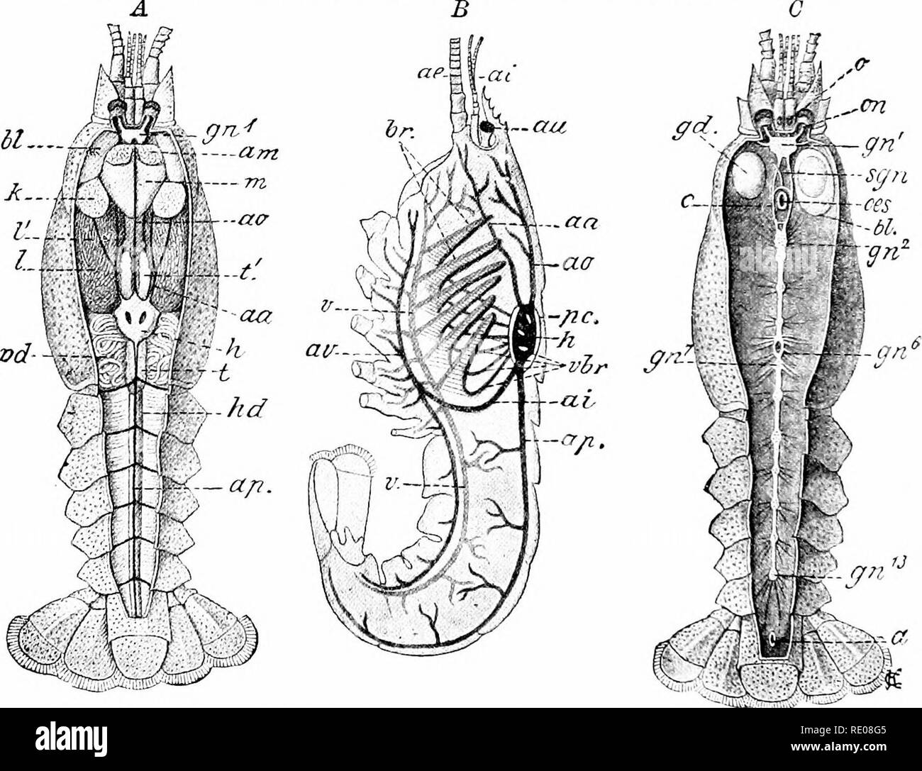 . A manual of zoology. Zoology. Fig, 438.—Diagrammatic sectiuri through ...