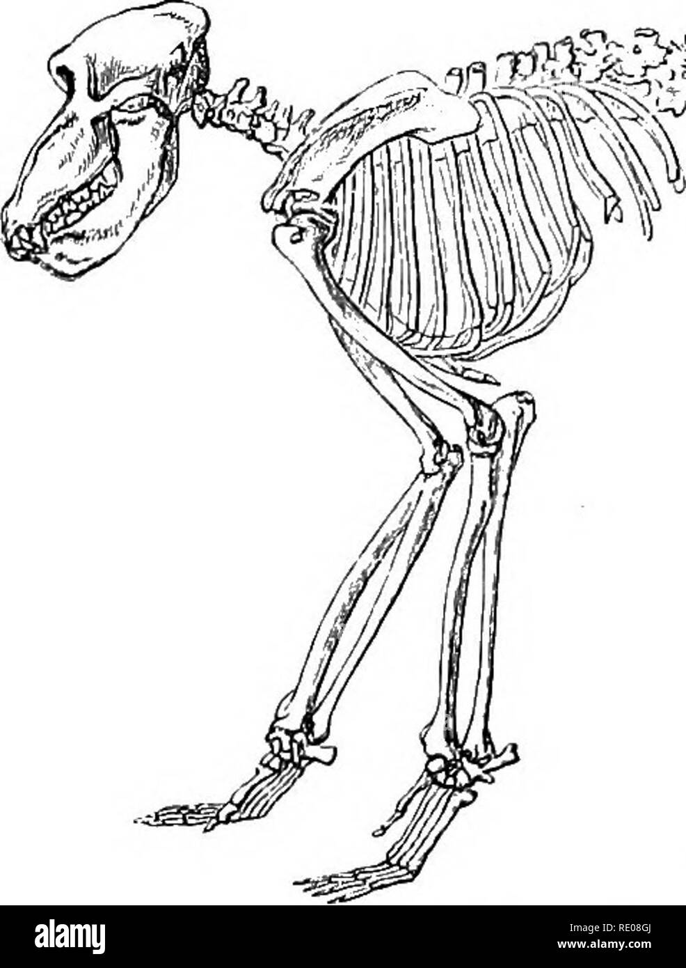 Ischial callosities hi-res stock photography and images - Alamy