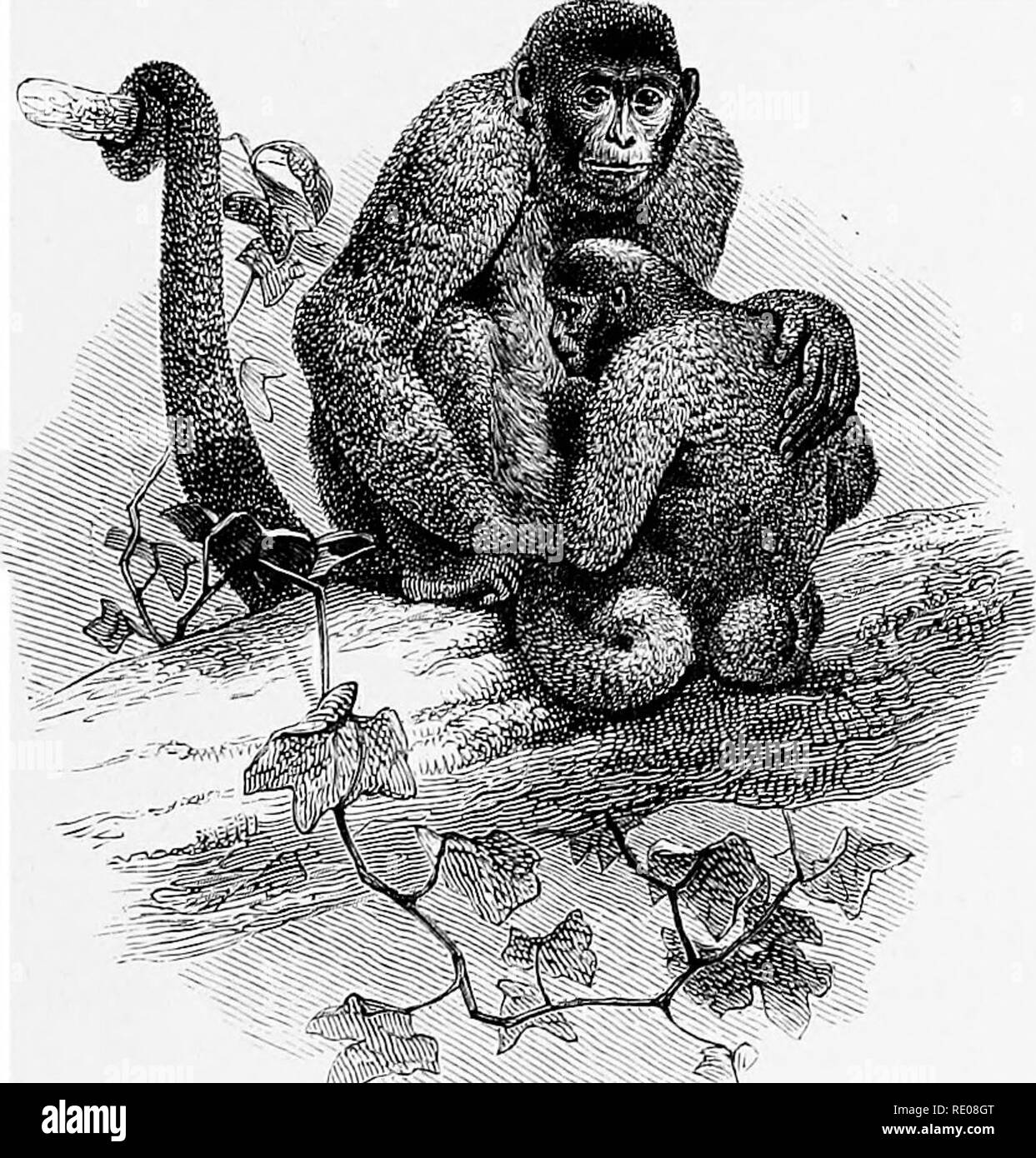 Cebid monkey Black and White Stock Photos & Images - Alamy