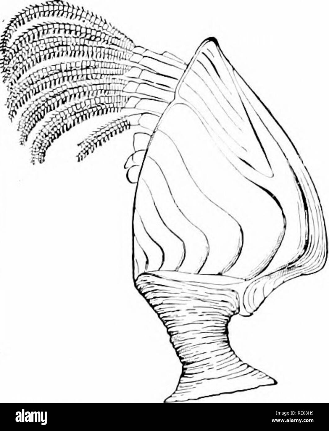 . A manual of zoology. Zoology. Fig. 429.—Nauplius iA) and Cypris CB ...