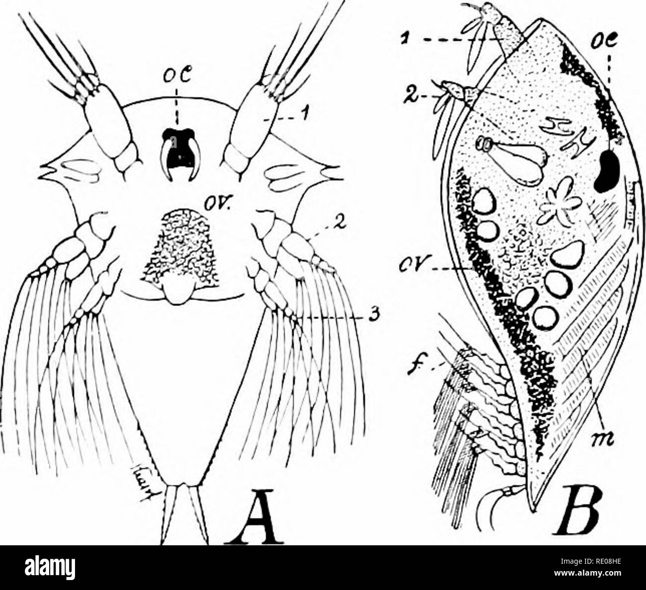 Muscles of the eye Black and White Stock Photos & Images - Alamy