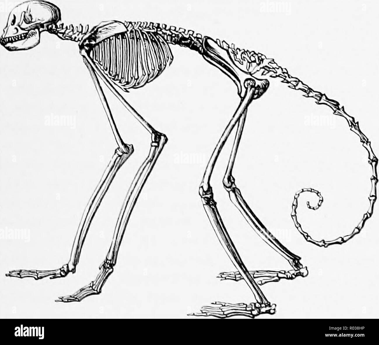 . An introduction to the study of mammals living and extinct. Mammals ...
