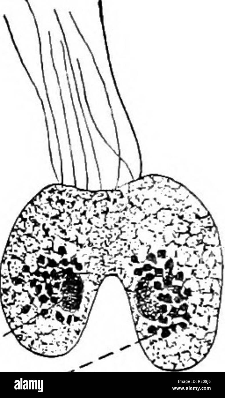 Protozoa mitosis Cut Out Stock Images & Pictures - Alamy