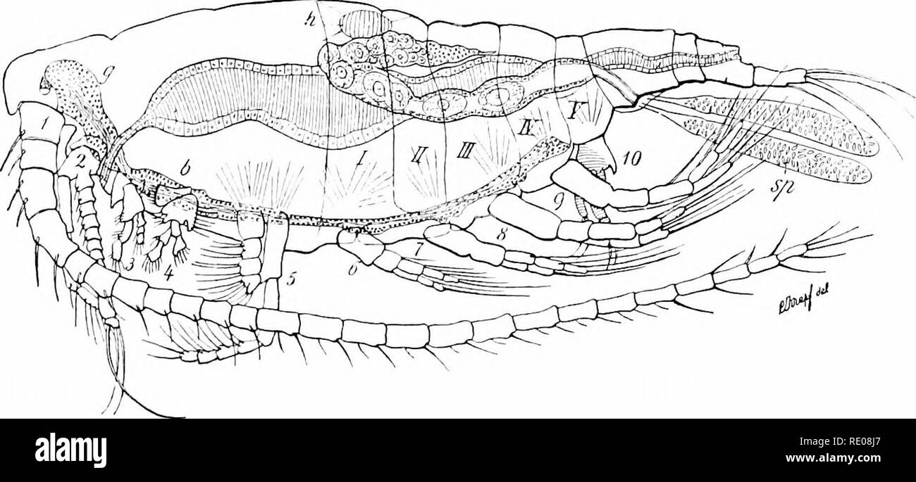 Cyclops sp hi-res stock photography and images - Alamy