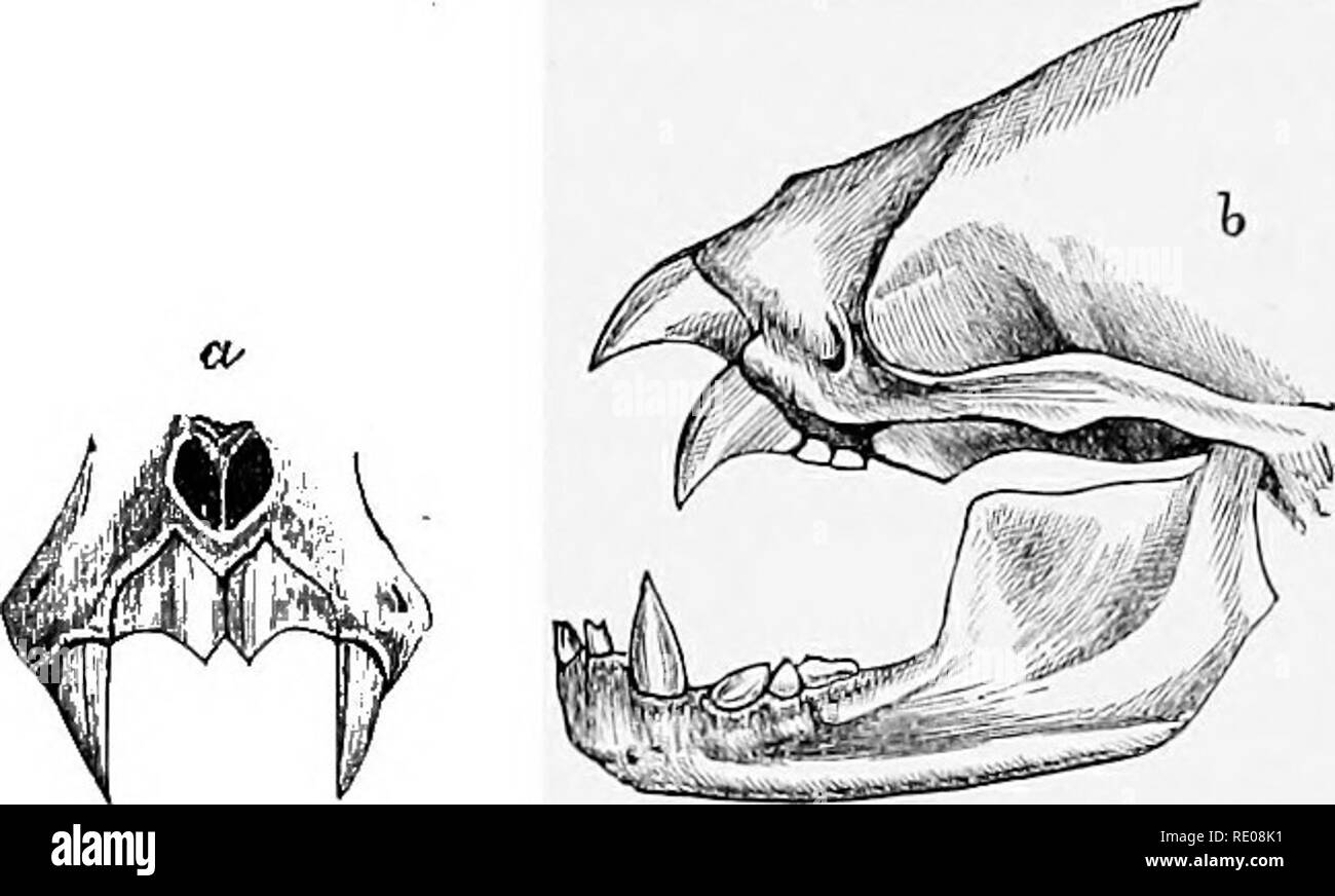 Sharp triangular teeth hi-res stock photography and images - Alamy