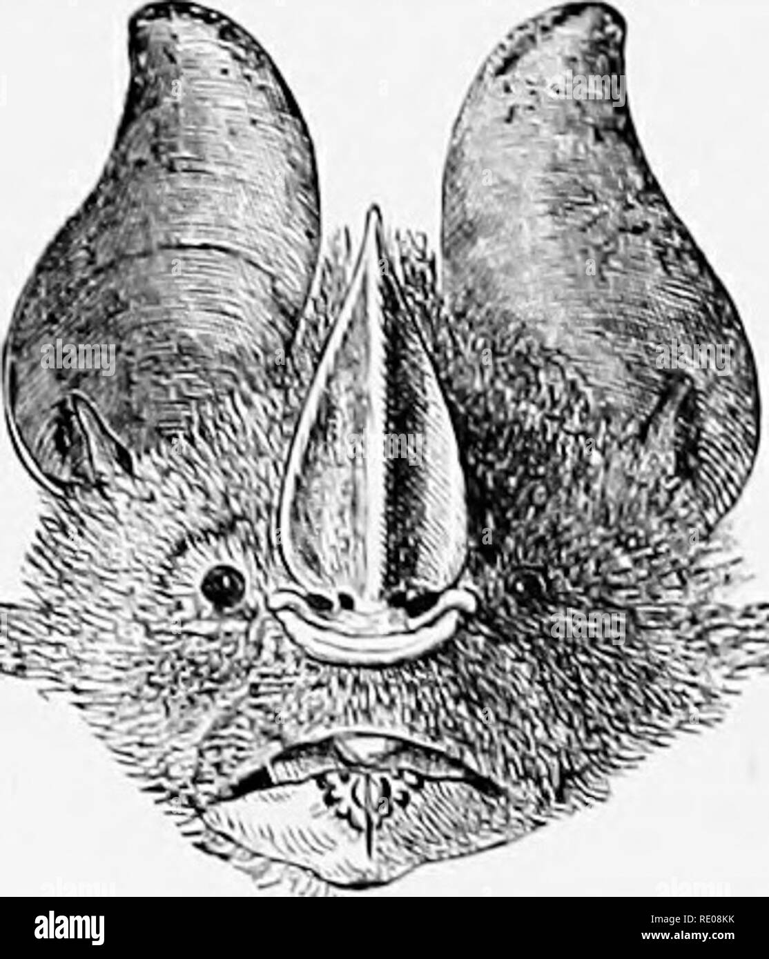 . An introduction to the study of mammals living and extinct. Mammals ...