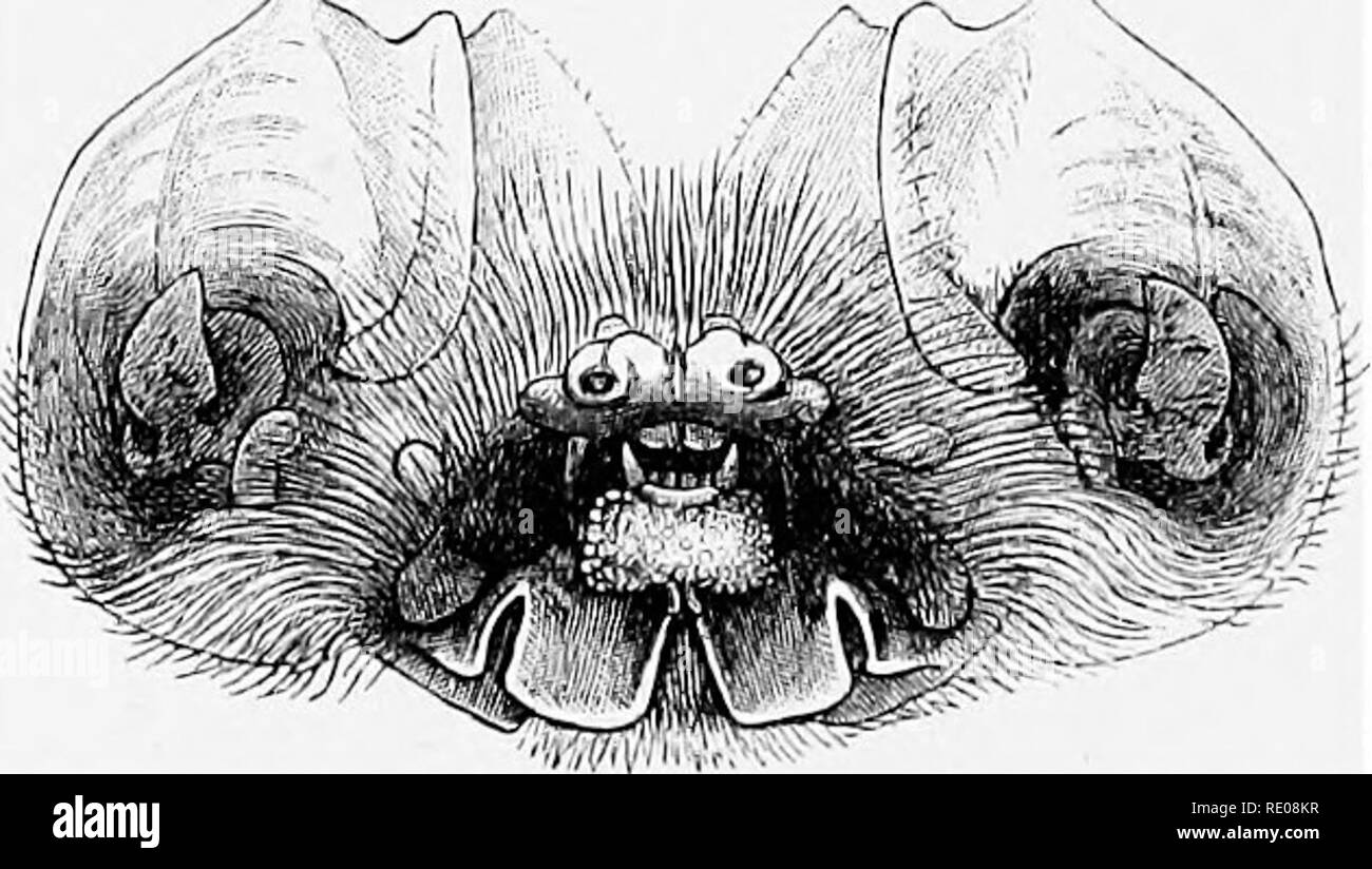 . An introduction to the study of mammals living and extinct. Mammals ...