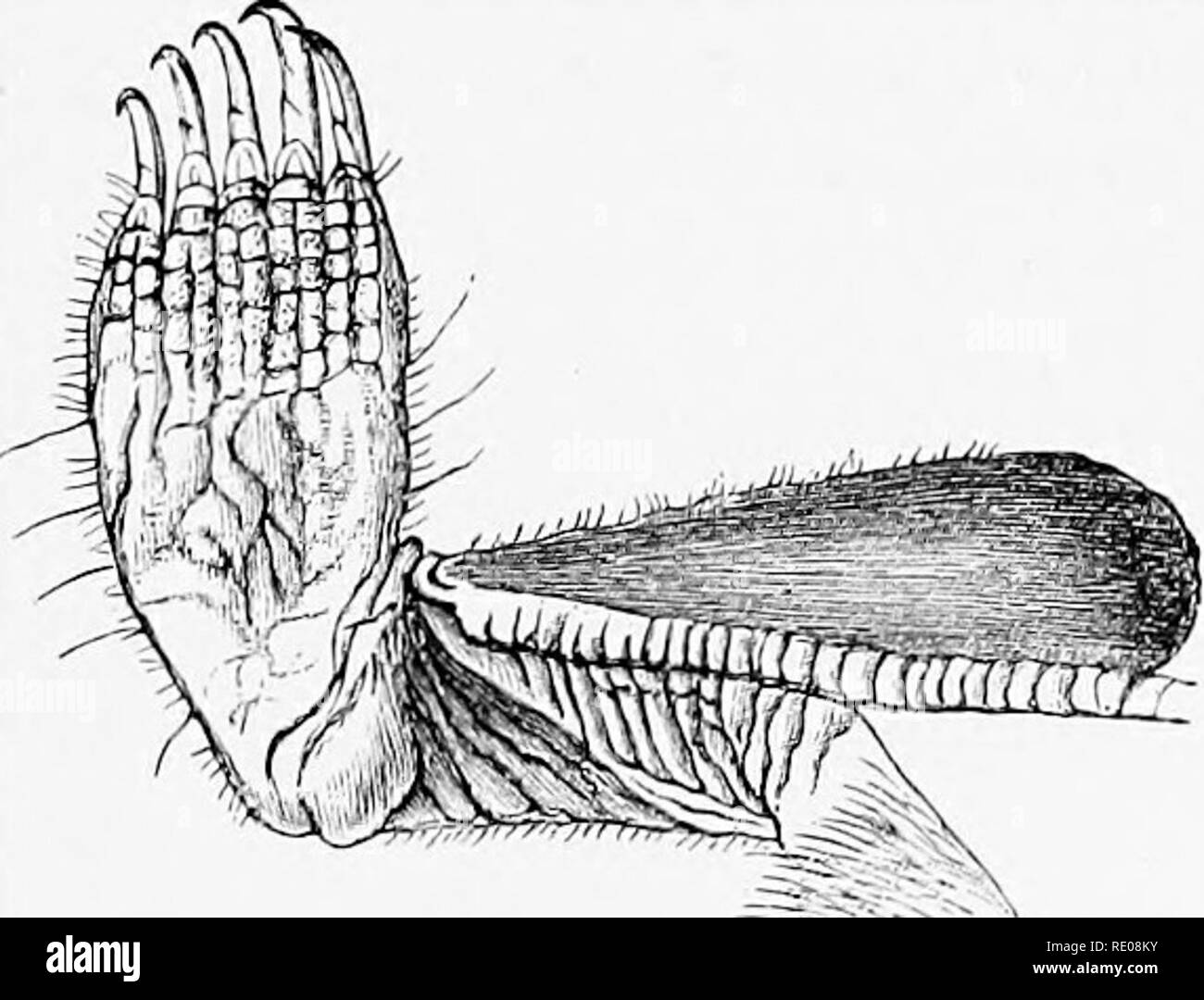 . An introduction to the study of mammals living and extinct. Mammals ...