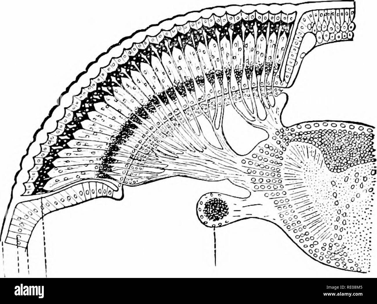 Membrane over eye Black and White Stock Photos & Images - Alamy