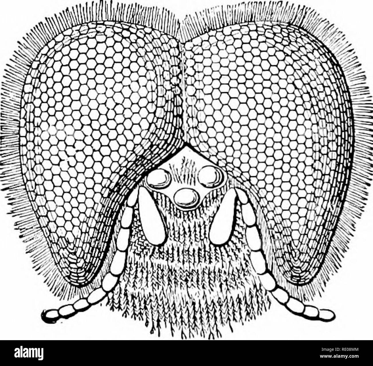 . A manual of zoology. Zoology. Fig. 406.—Diagrammatic section through ...