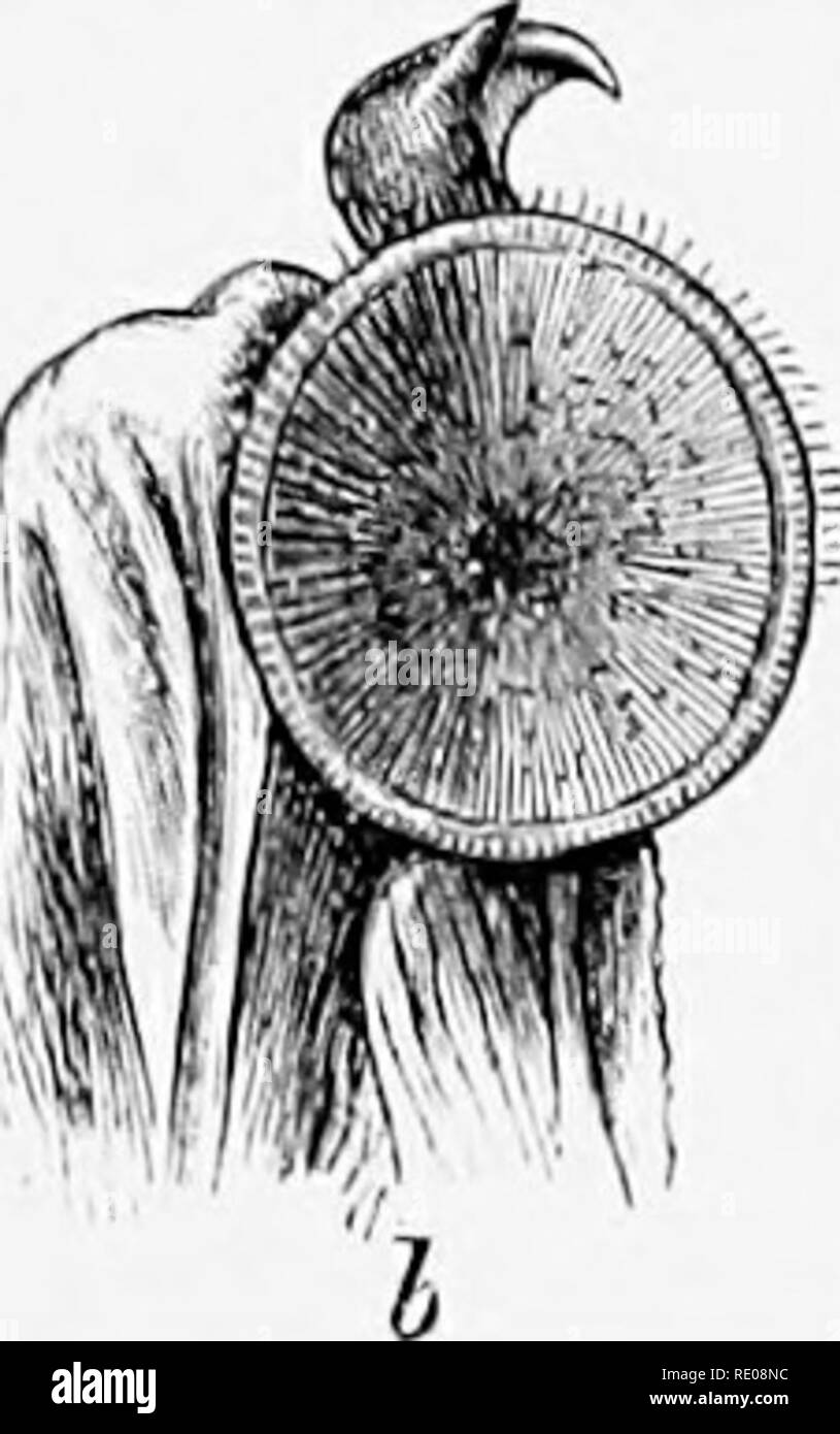 Thyroptera tricolor hi-res stock photography and images - Alamy