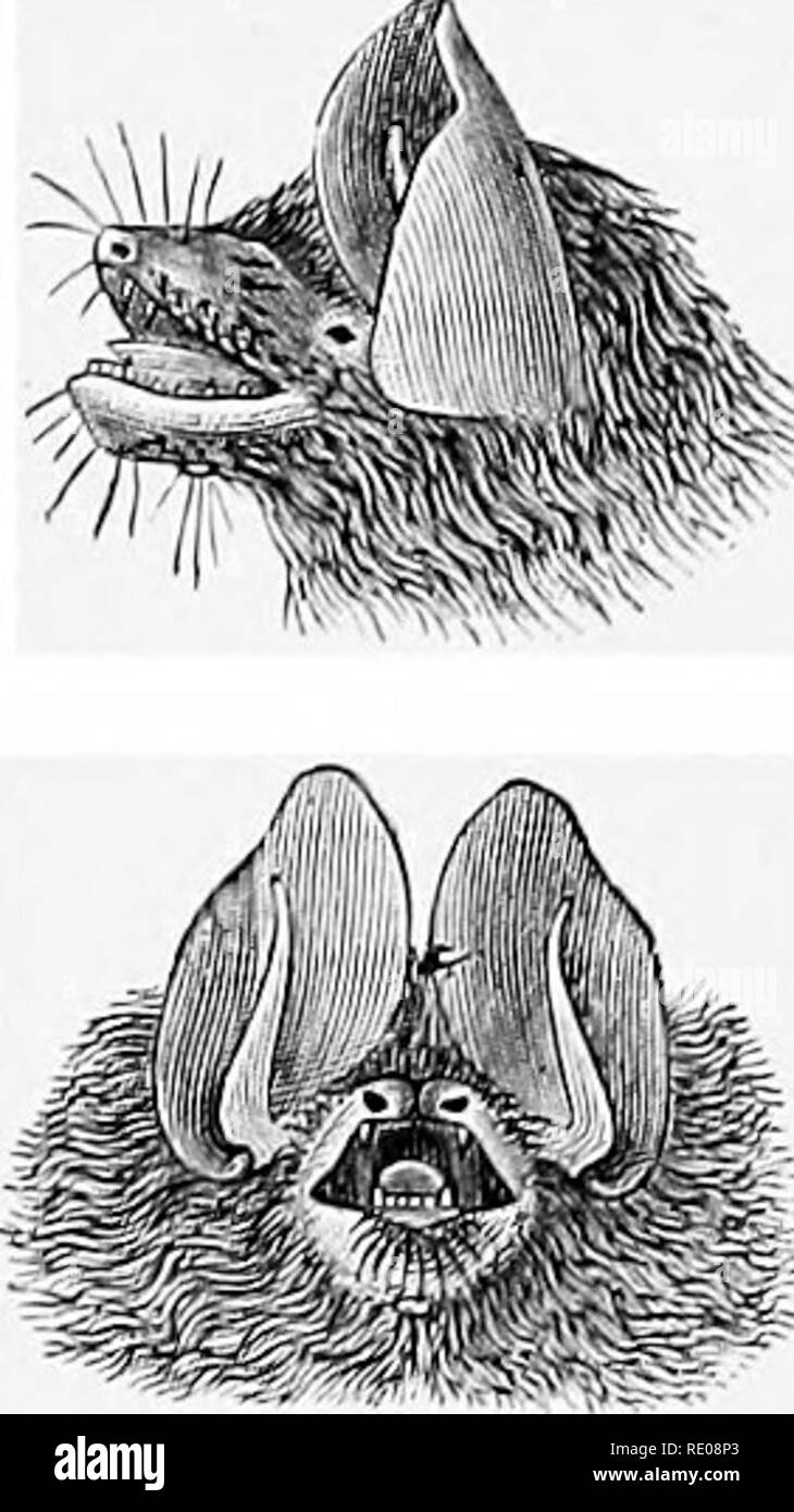 . An introduction to the study of mammals living and extinct. Mammals ...