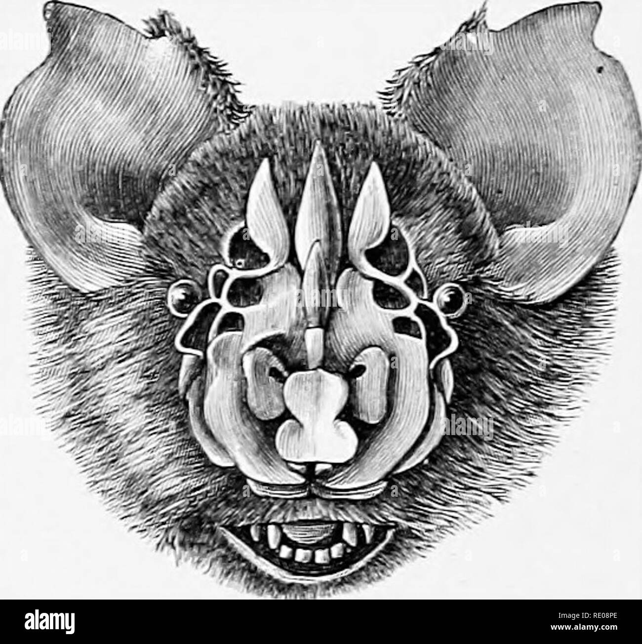Extinct mammals australia Black and White Stock Photos & Images - Alamy