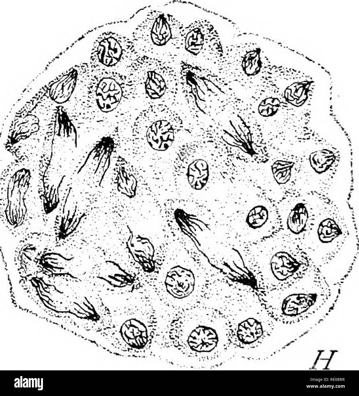 Protozoa mitosis hi-res stock photography and images - Alamy