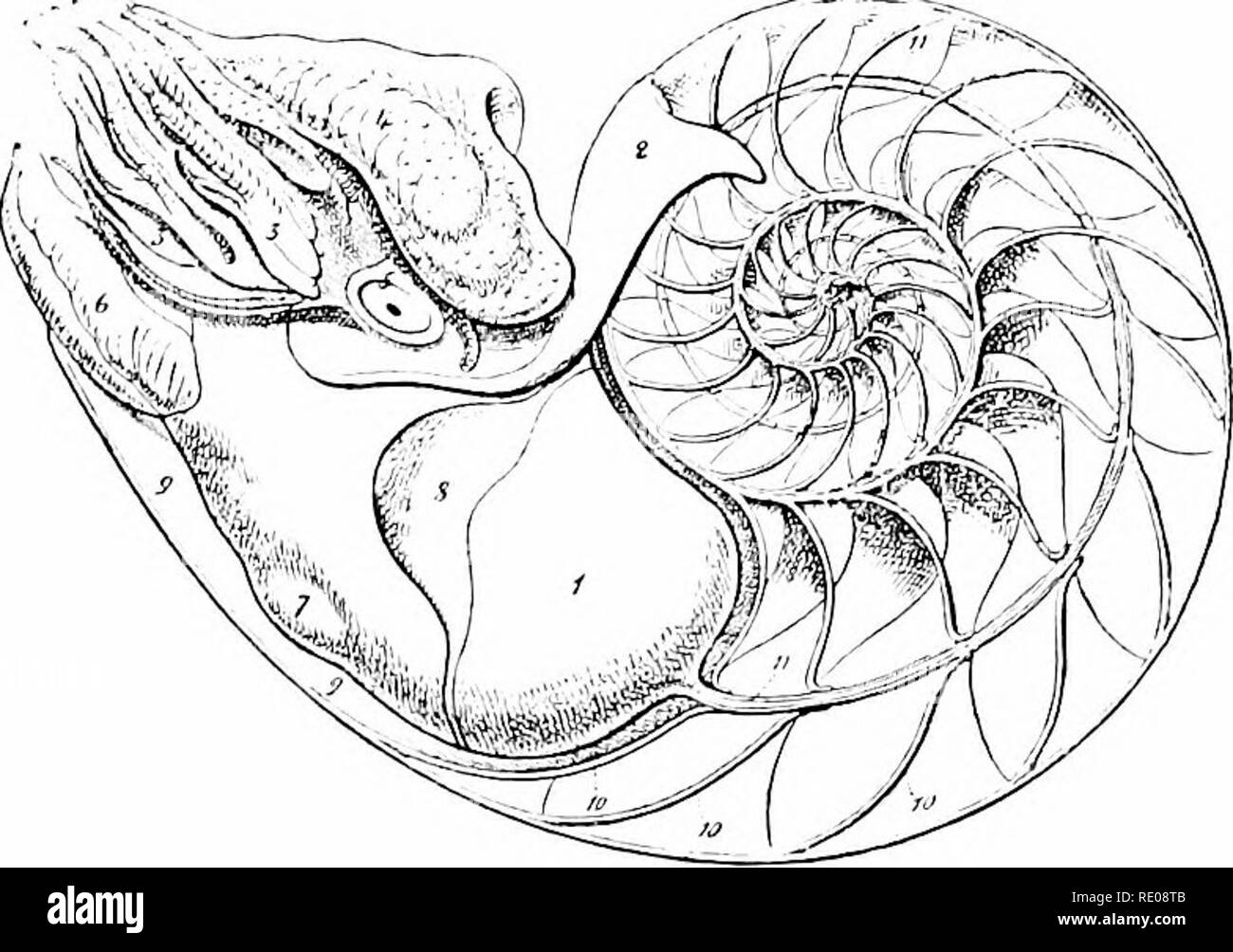 Cephalopods communication hi-res stock photography and images - Alamy