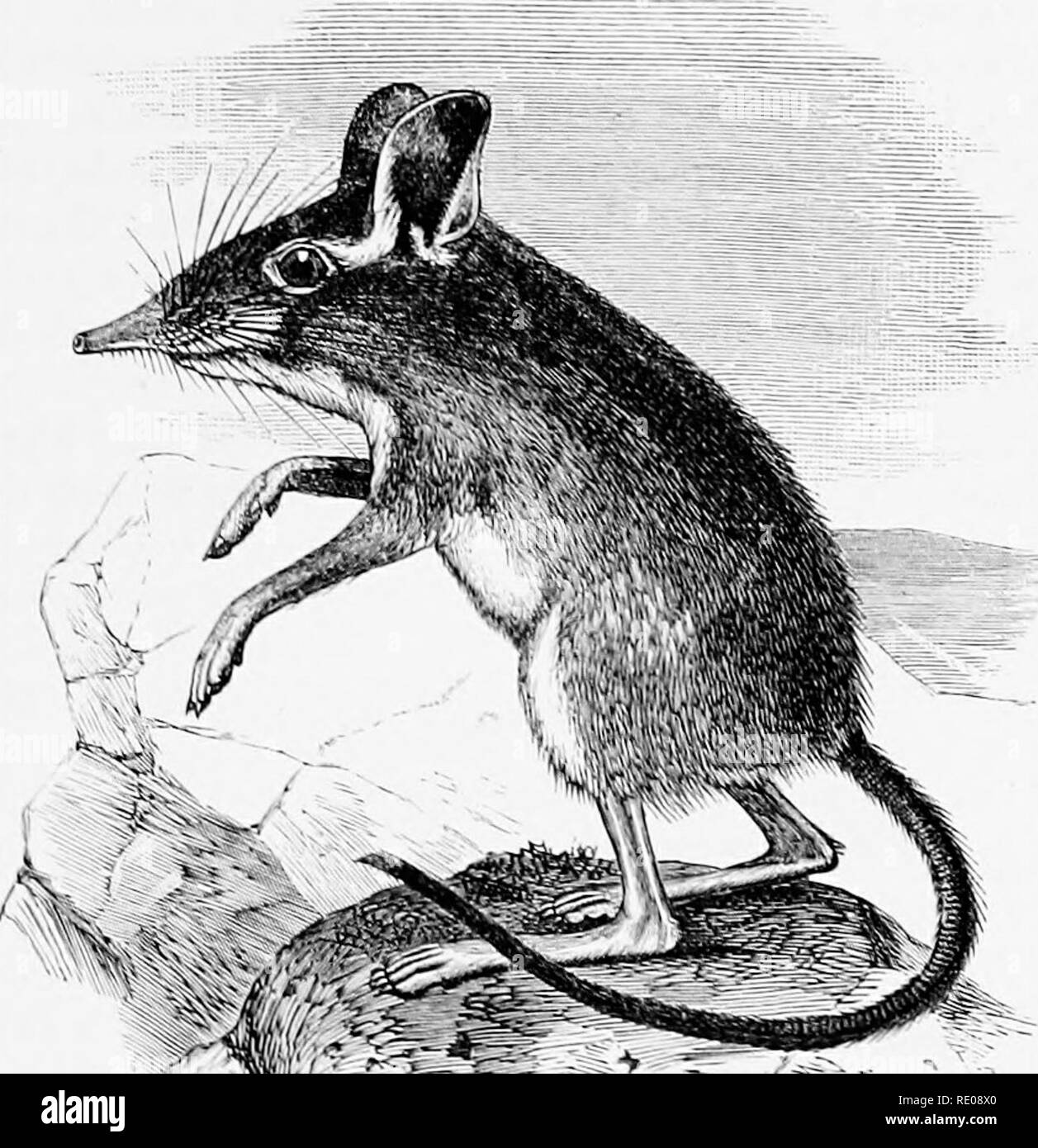 . An introduction to the study of mammals living and extinct. Mammals ...