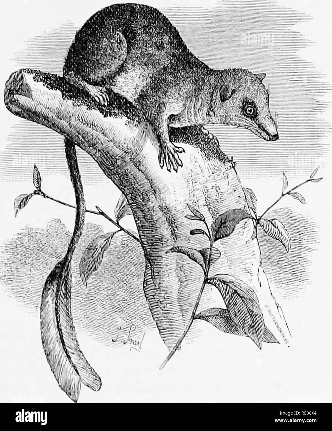 . An introduction to the study of mammals living and extinct. Mammals ...