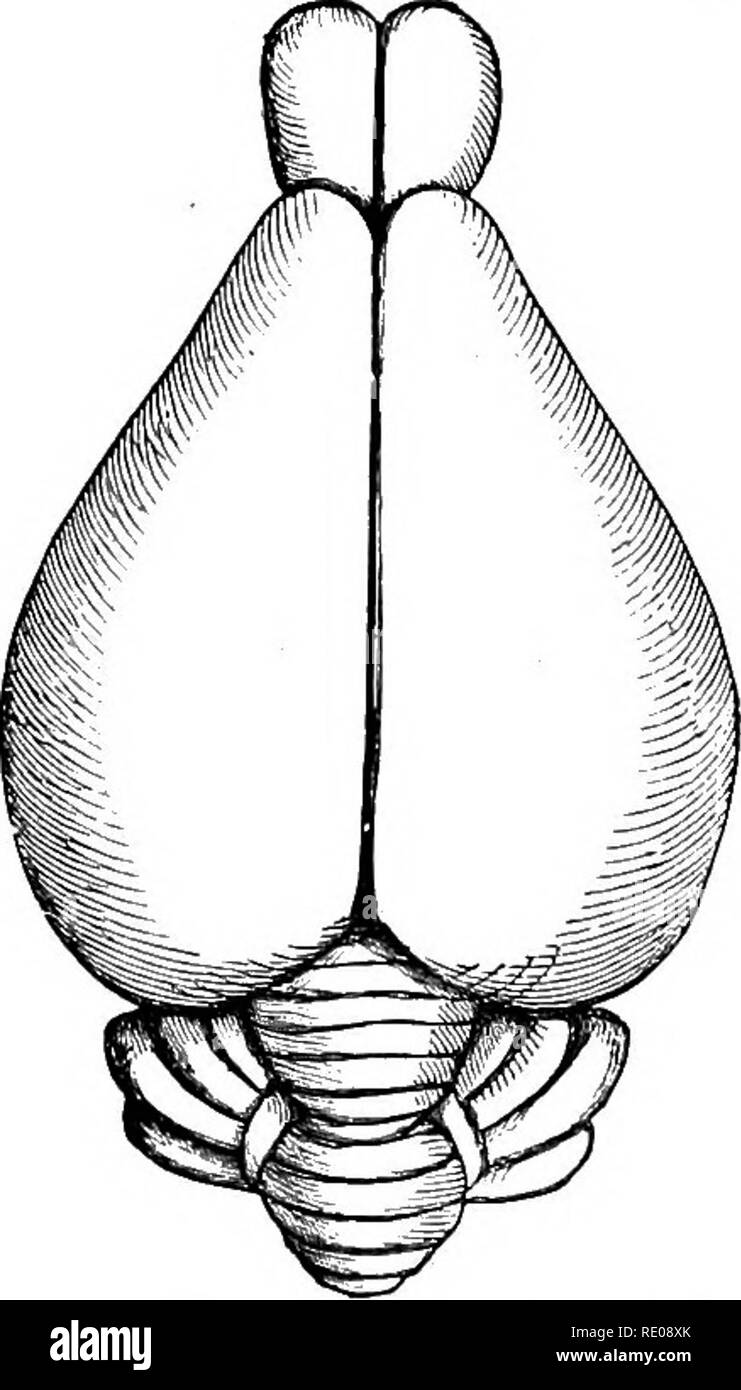 . An introduction to the study of mammals living and extinct. Mammals ...