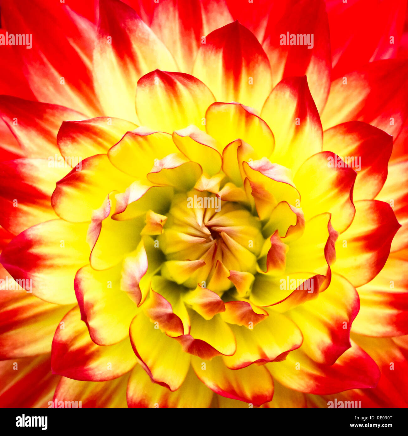 Red, orange and yellow flame colors dahlia flower with yellow center ...