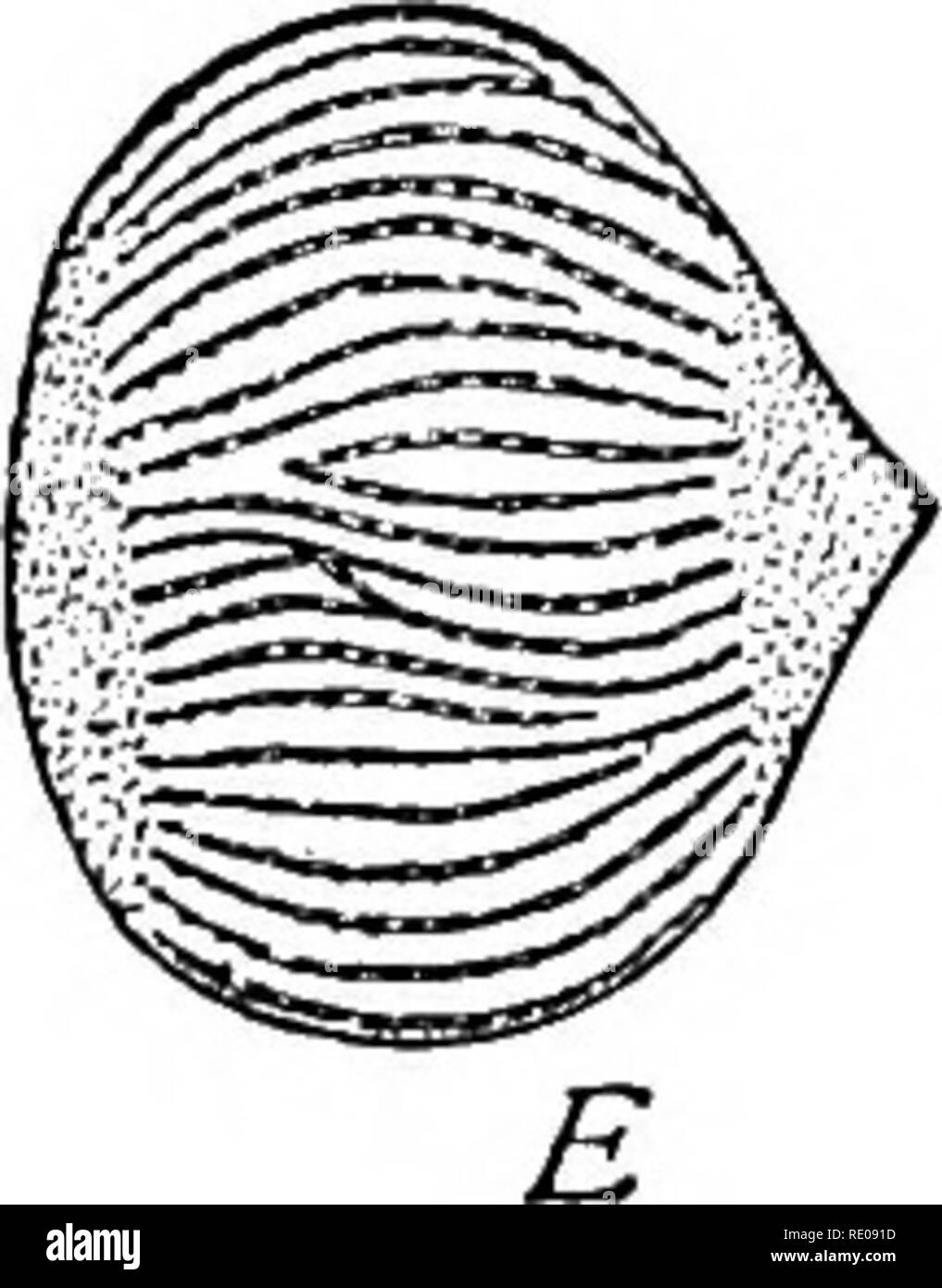 . The Protozoa. Protozoa. THE INFUSORIA 191 as a rule, by amitosis in ...