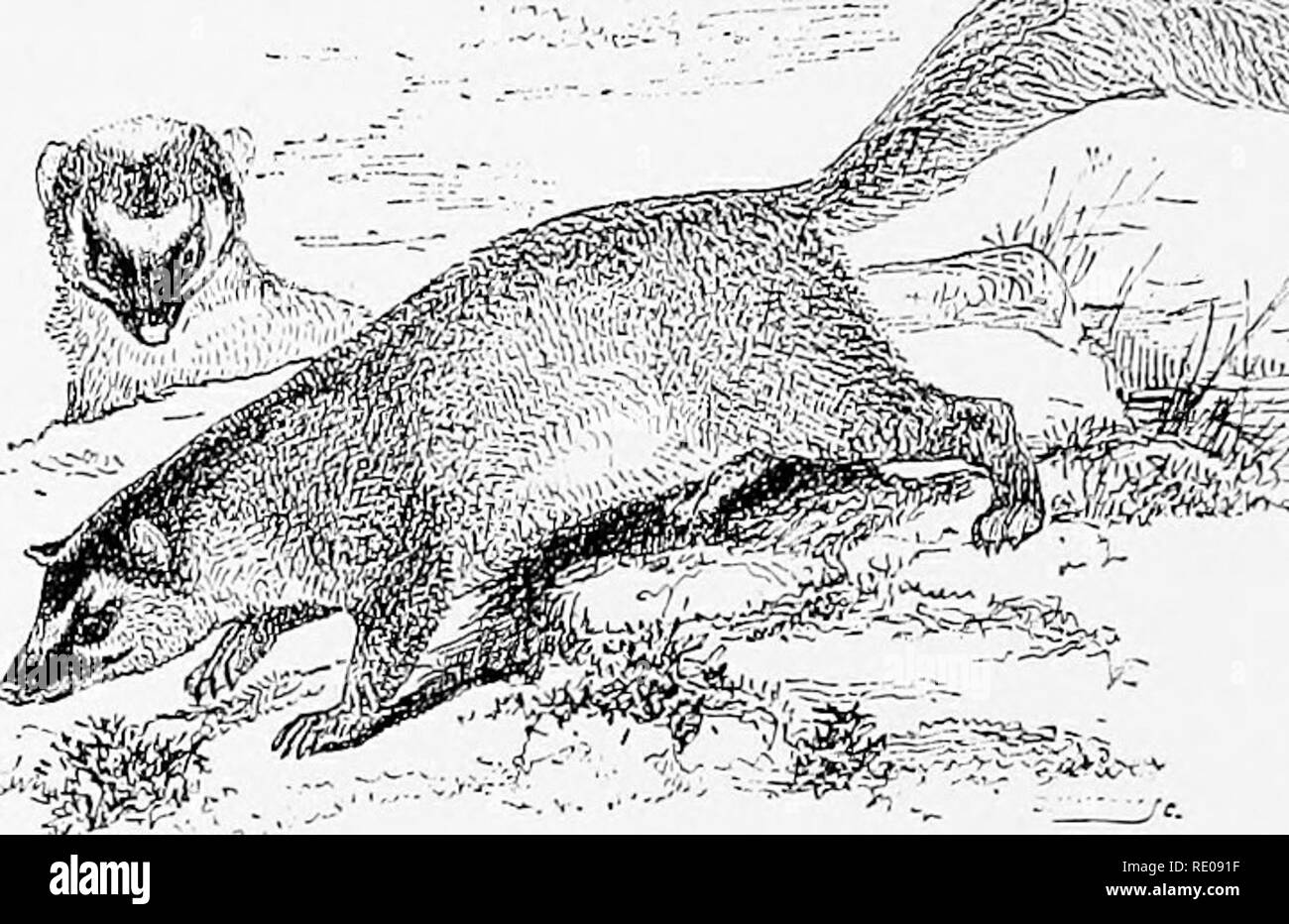 Carnassial s Black and White Stock Photos & Images - Alamy