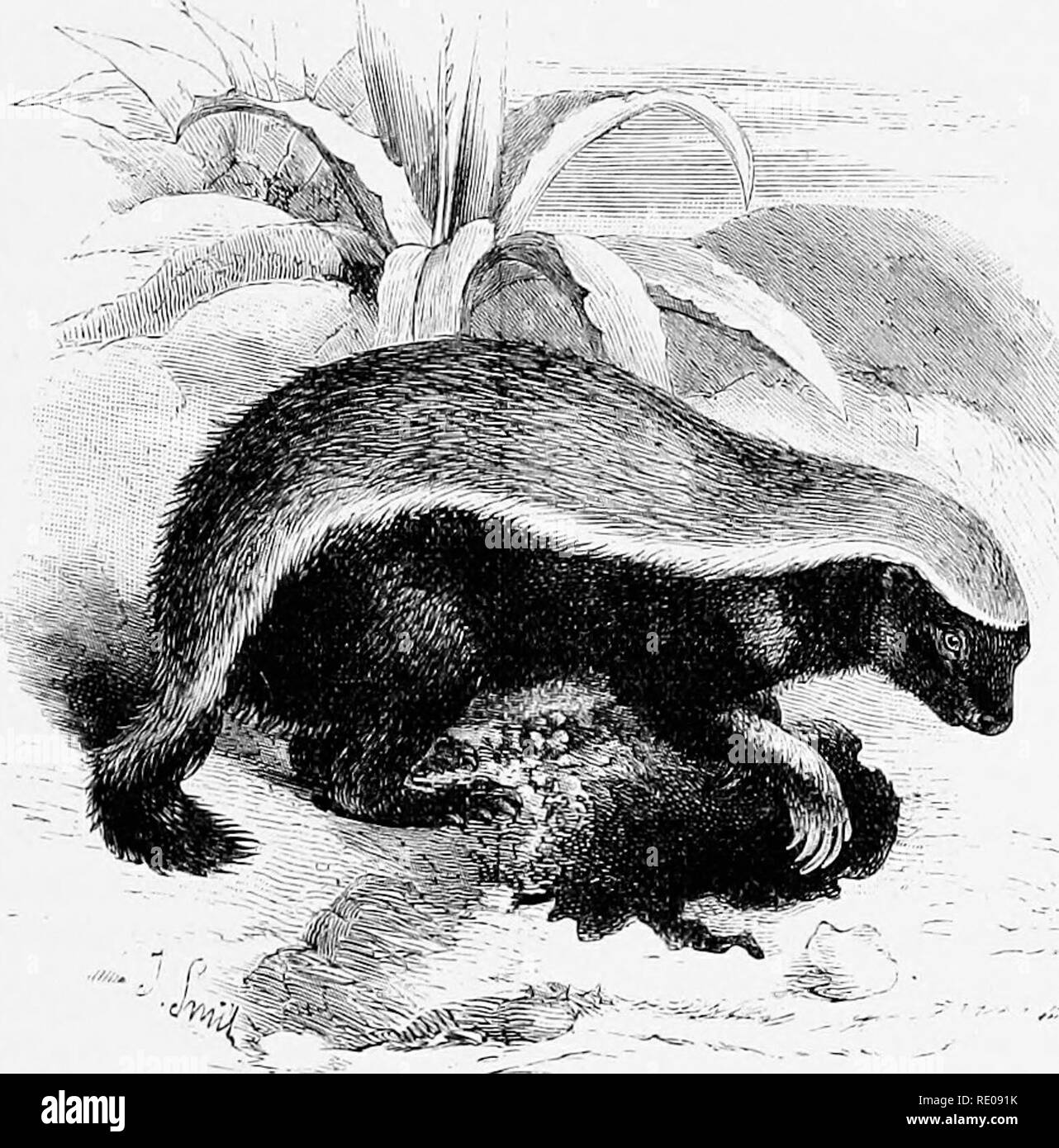 Indian badger hi-res stock photography and images - Alamy