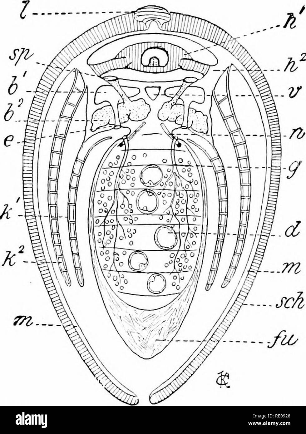 Excurrent siphon Black and White Stock Photos & Images - Alamy