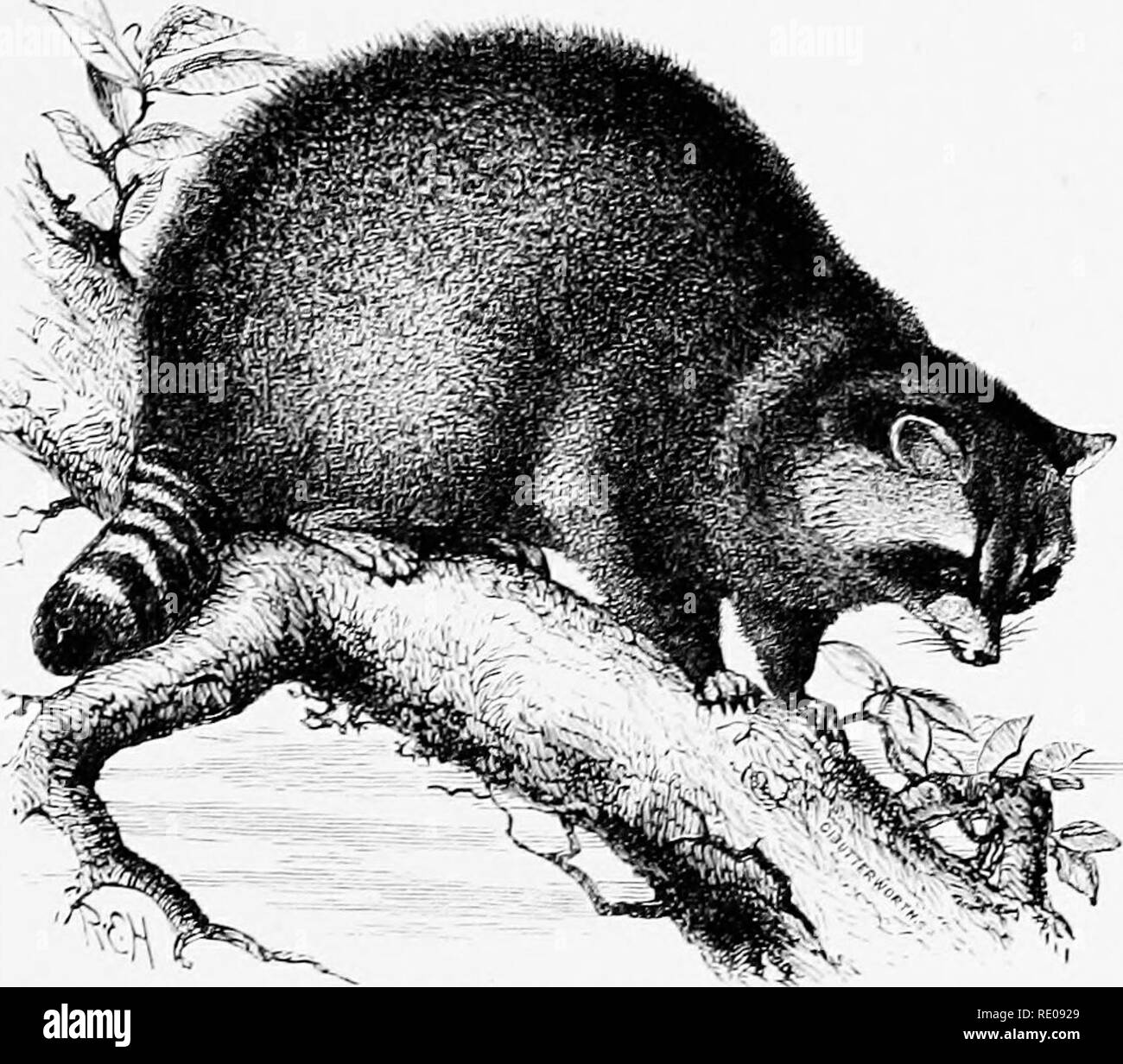 Clumsy animal Black and White Stock Photos & Images - Alamy