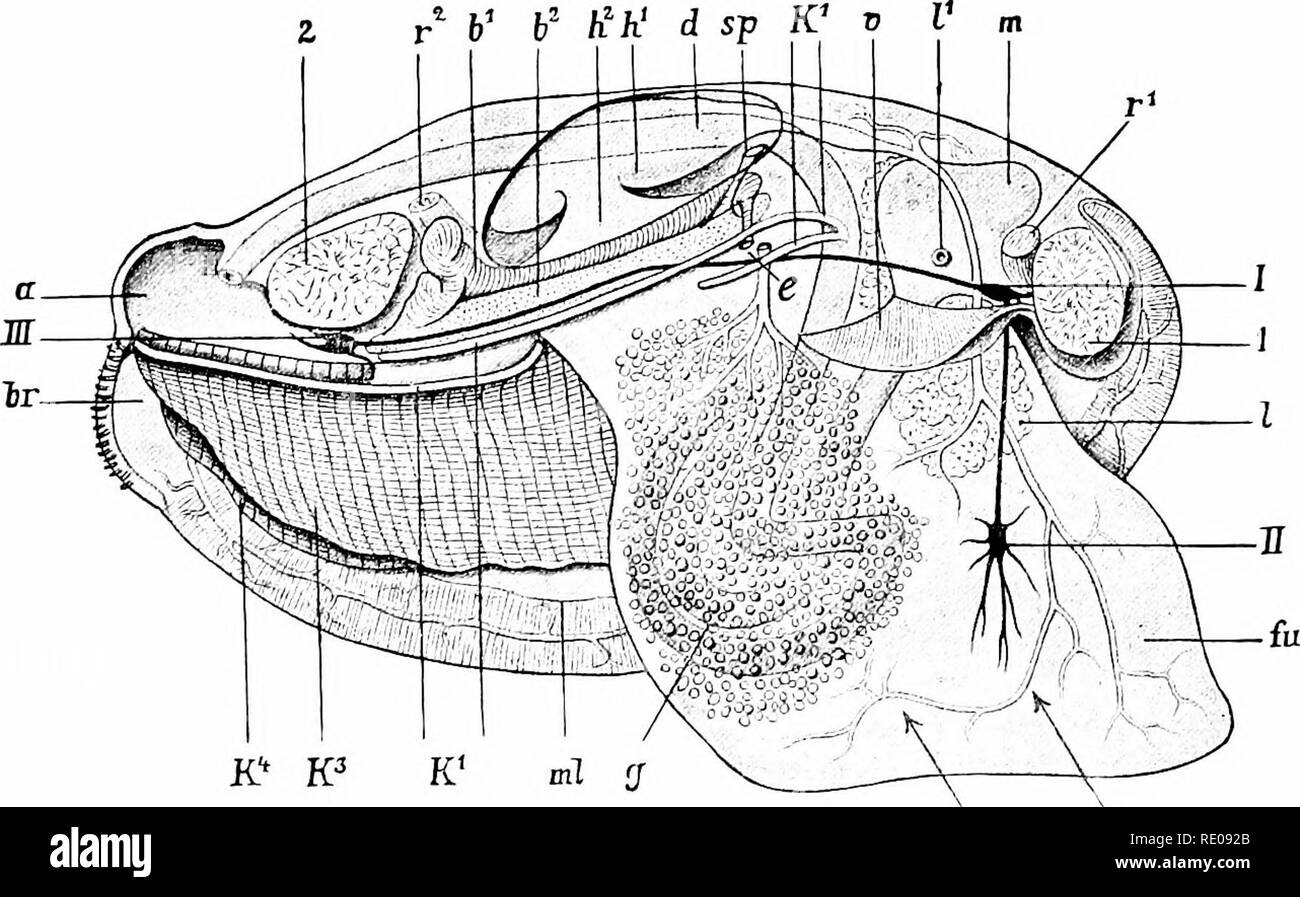 Two conjoined tubes hi-res stock photography and images - Alamy
