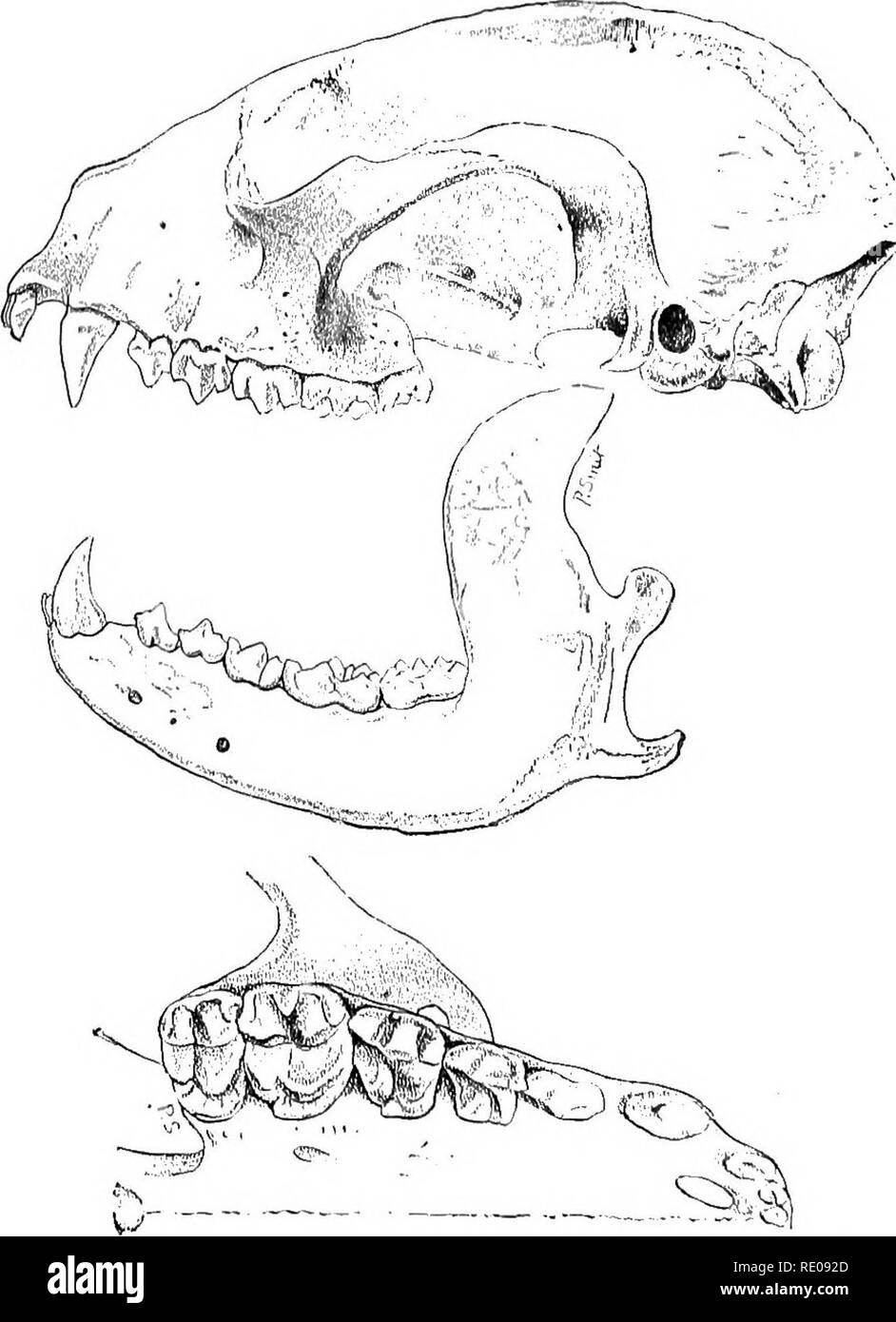 Quadrate tubercle hi-res stock photography and images - Alamy