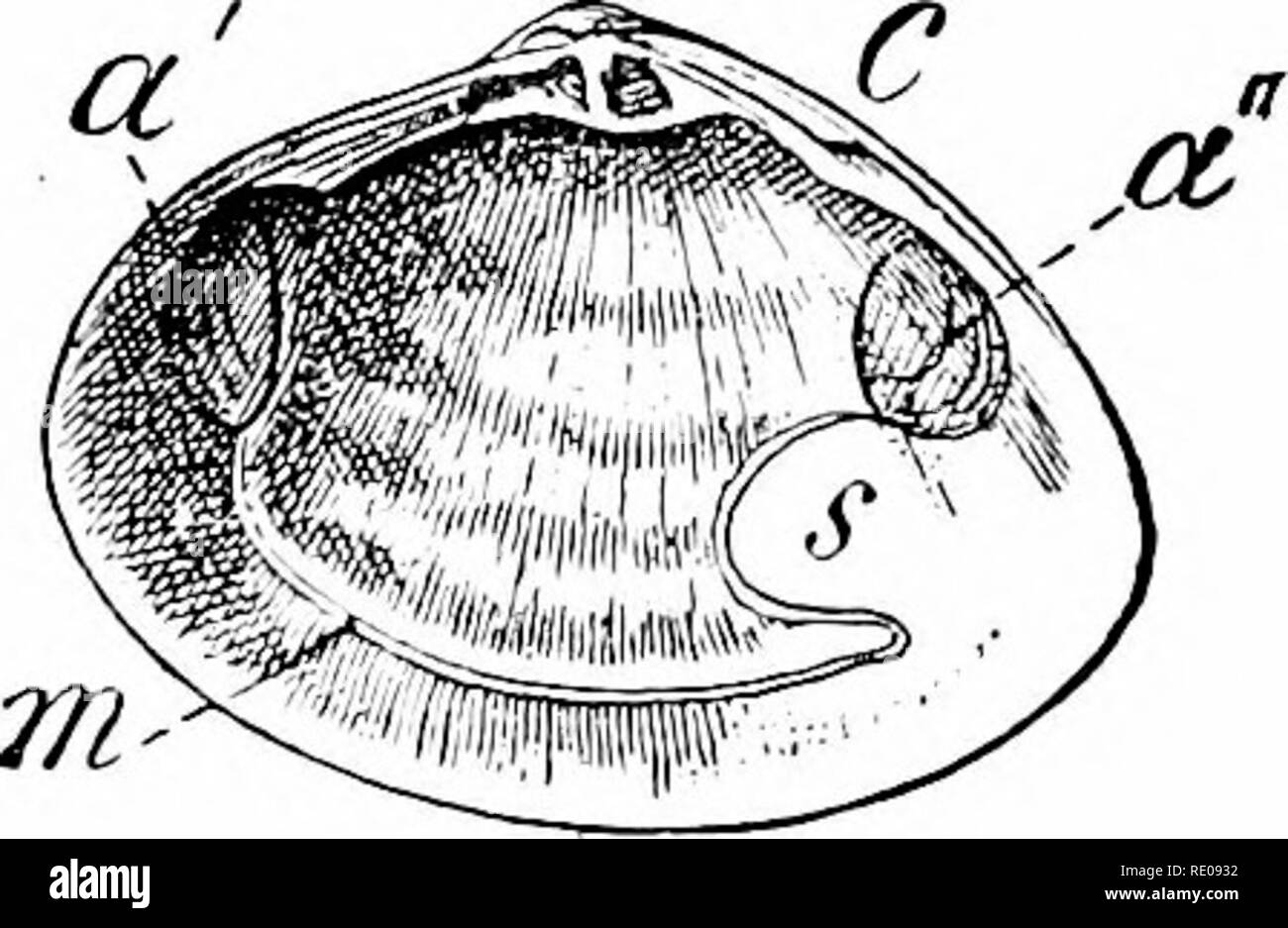 Pallial sinus hi-res stock photography and images - Alamy
