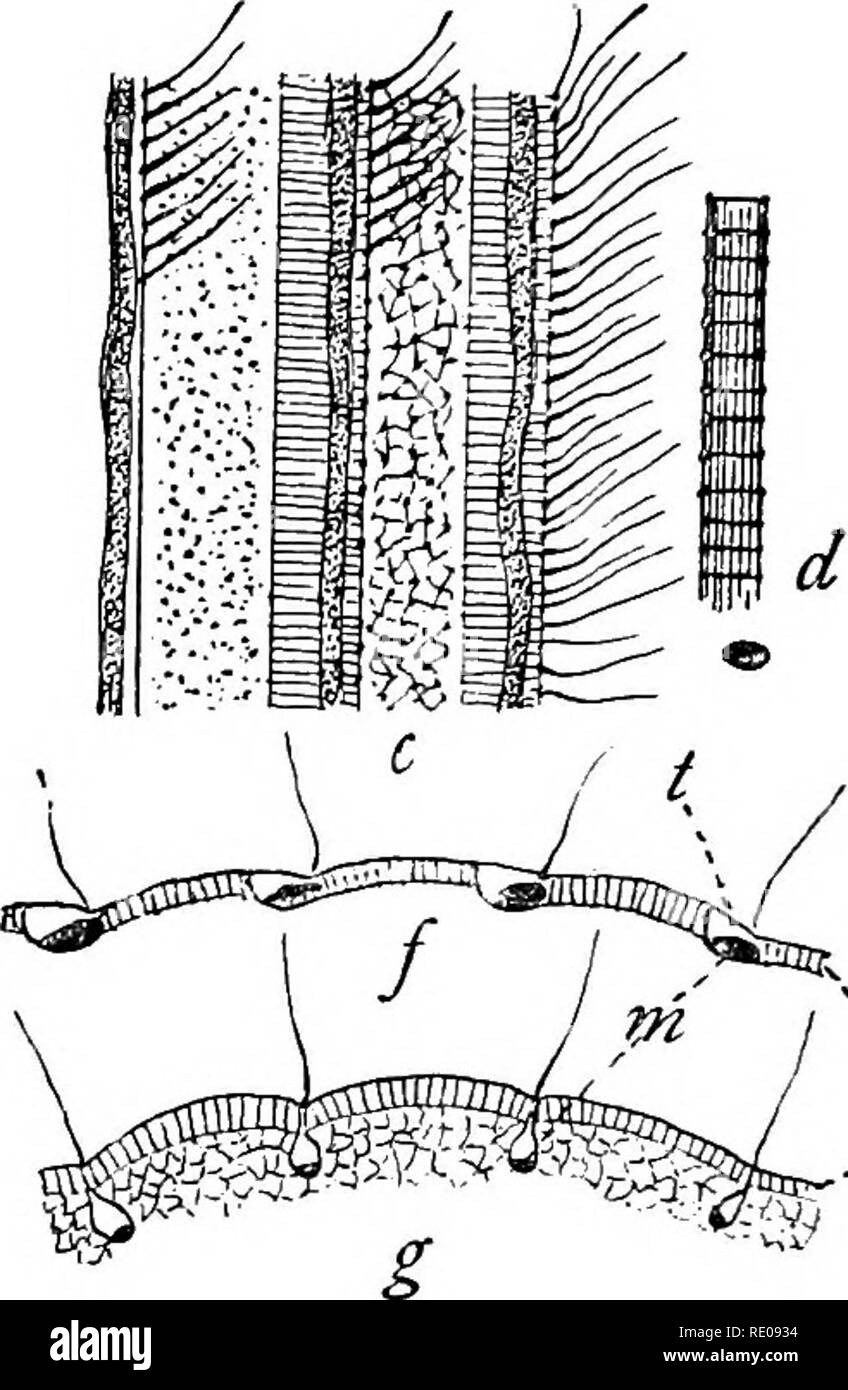 . The Protozoa. Protozoa. i8o THE PROTOZOA rows like a string of beads ...