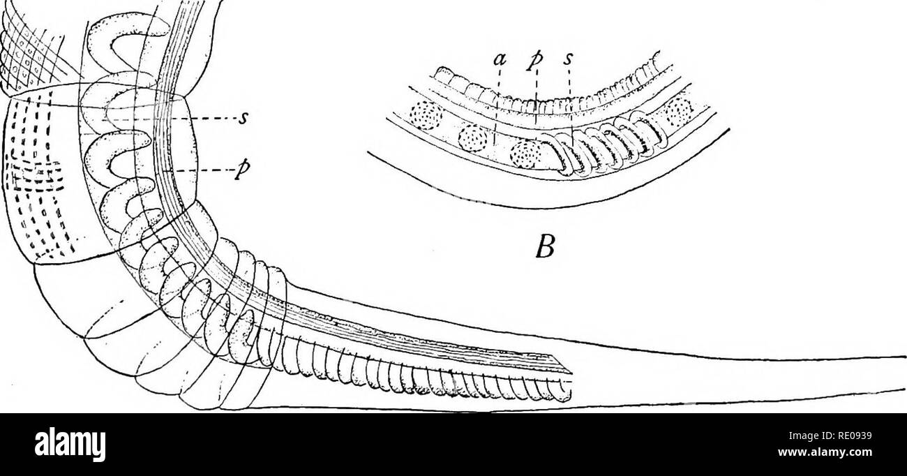 Muscle strand Black and White Stock Photos & Images - Alamy