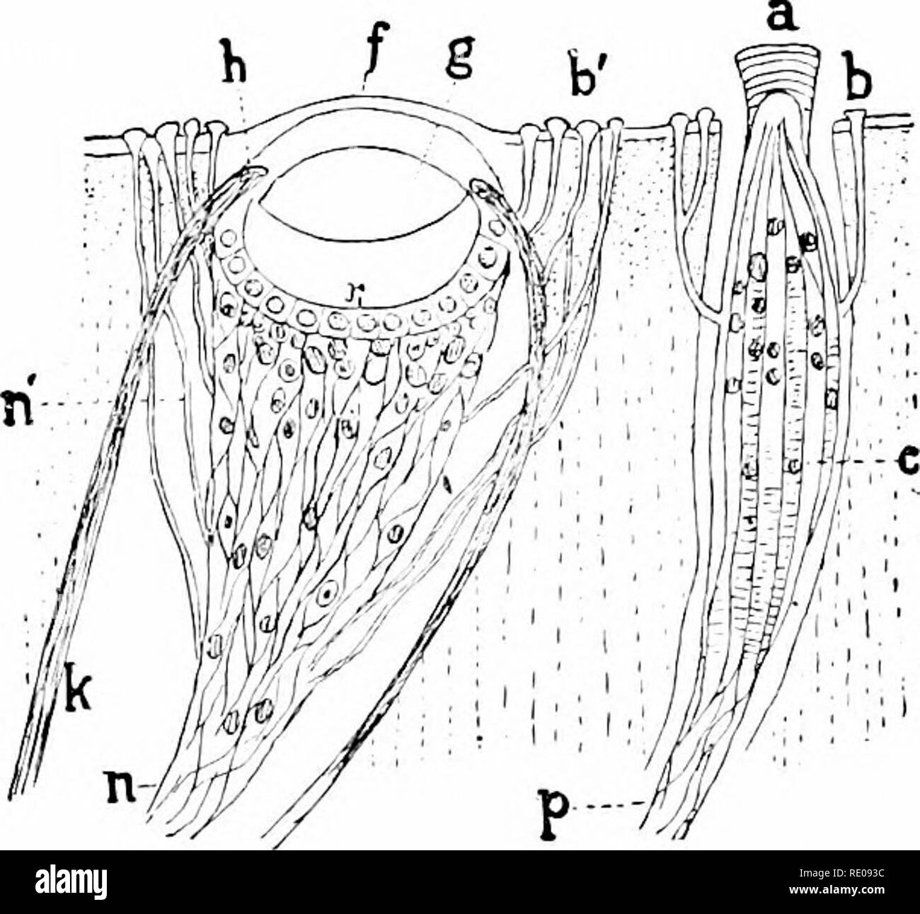 Medial view Black and White Stock Photos & Images - Alamy
