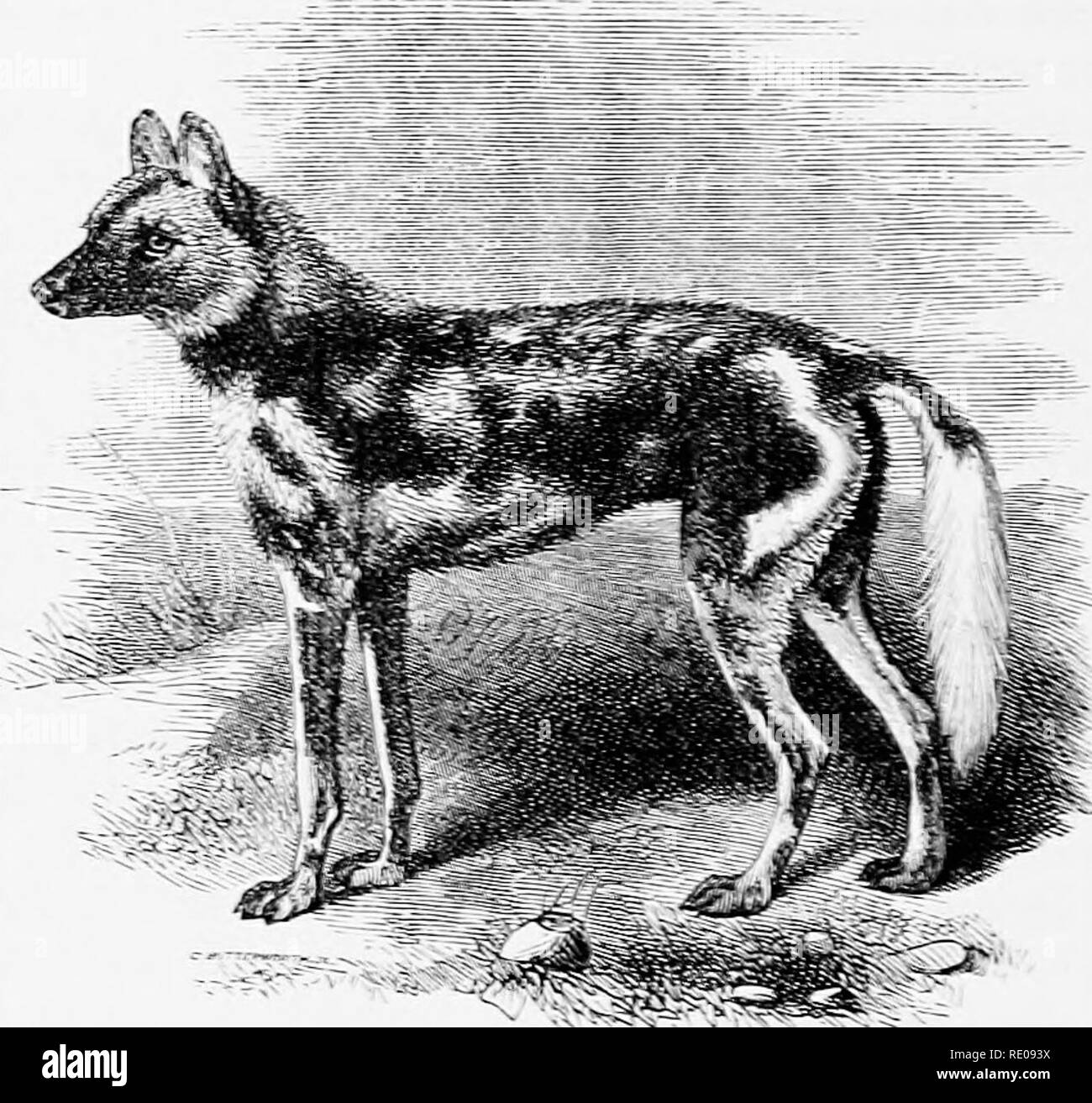 . An introduction to the study of mammals living and extinct. Mammals ...