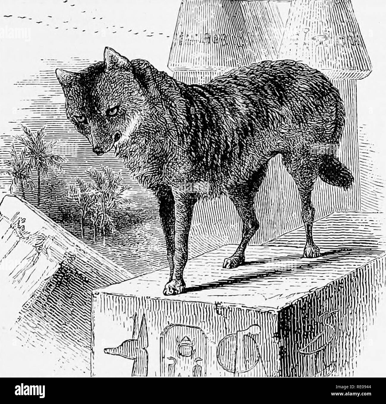 Earliest Domesticated Animal High Resolution Stock Photography and ...