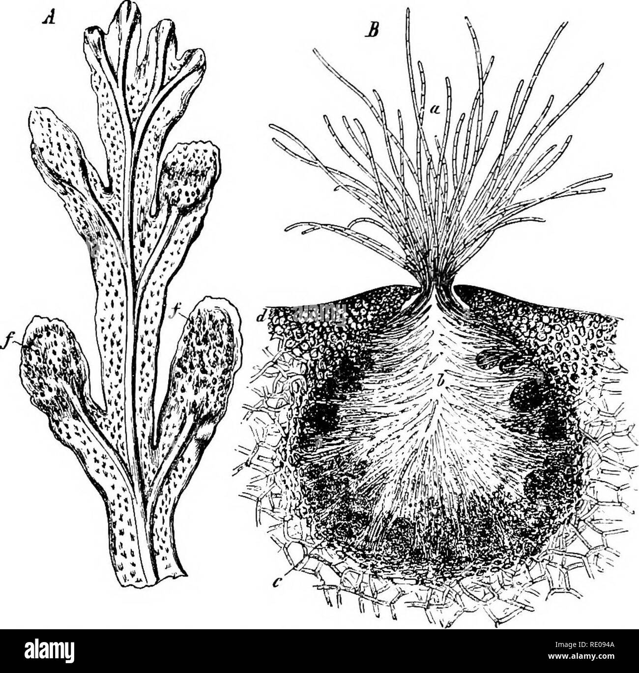 . A manual of structural botany; an introductory textbook for students ...