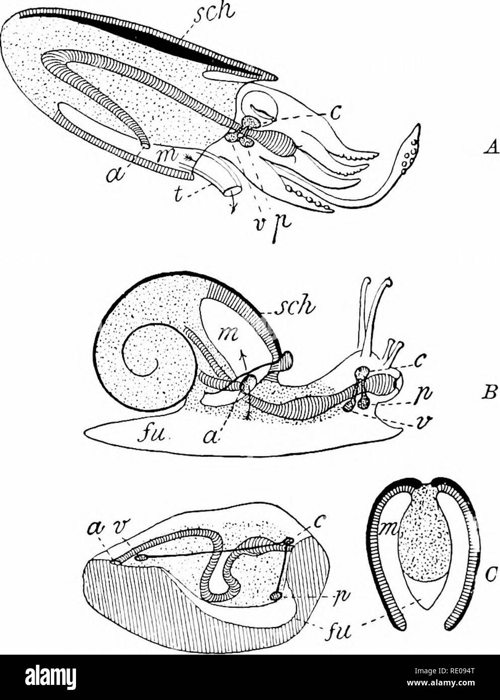 Conchiolin hi-res stock photography and images - Alamy