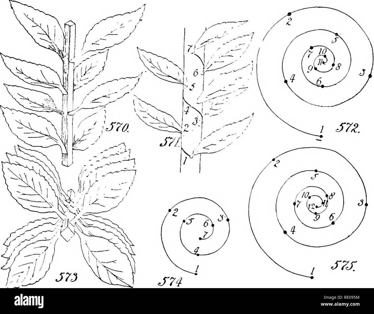 Alternate leaf arrangement Black and White Stock Photos & Images - Alamy