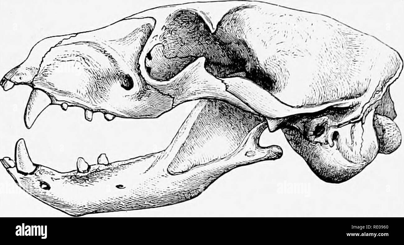 . An introduction to the study of mammals living and extinct. Mammals ...